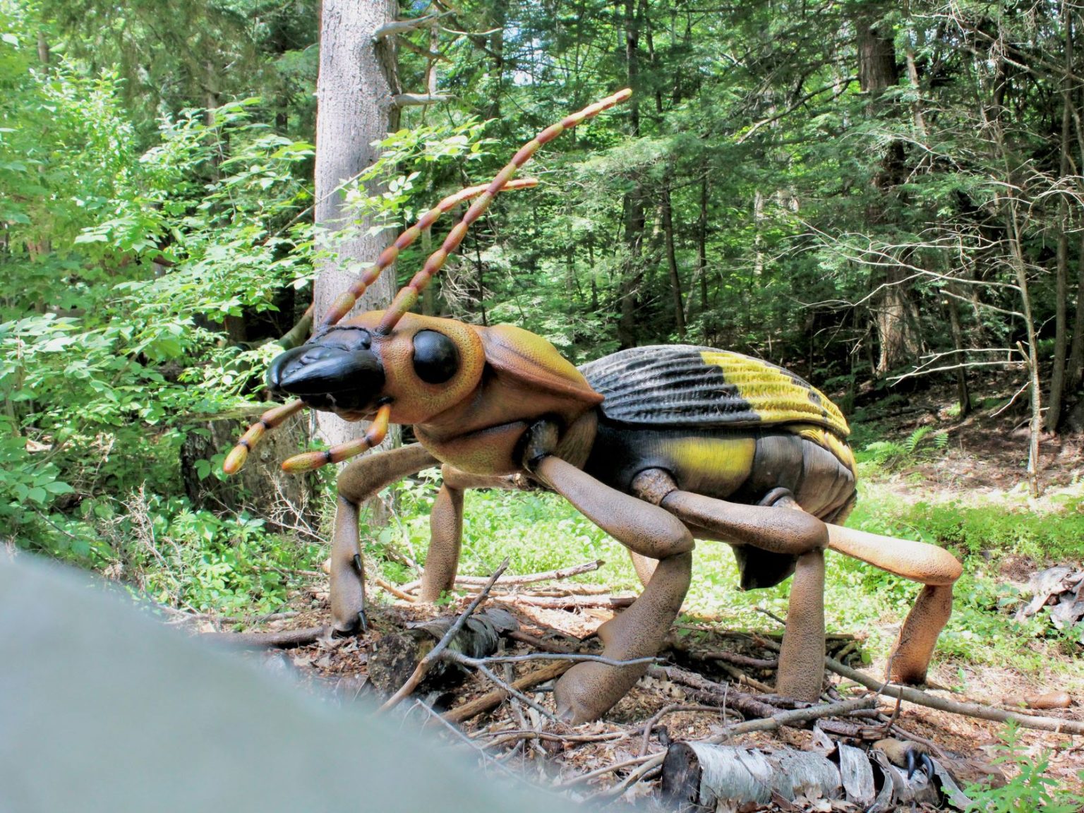 MVSB Helps to Bring Giant Insects to Squam Lakes Natural Science Center
