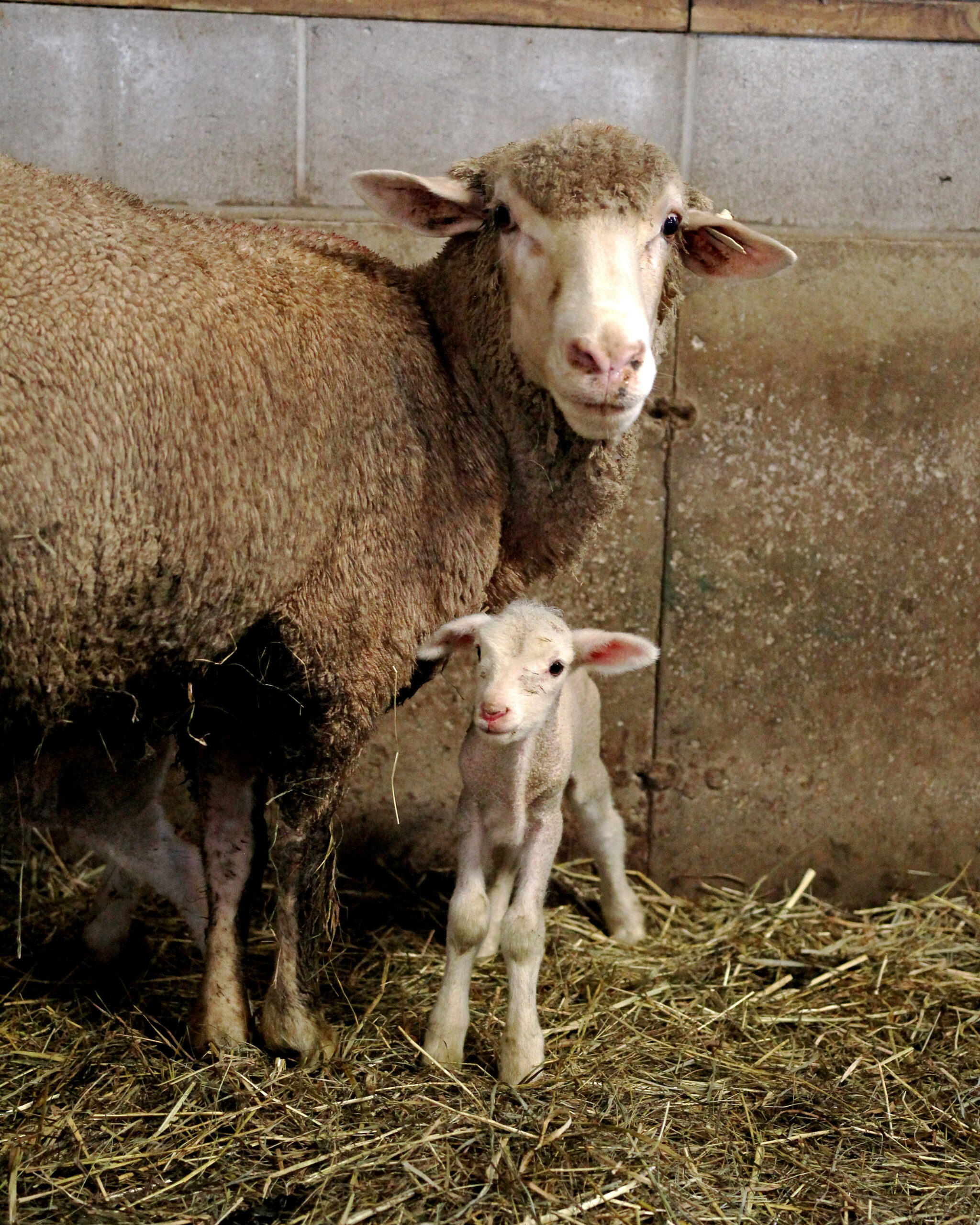 MVSB Proudly Supports Root Canal Trail at Ramblin’ Vewe Farm in Gilford